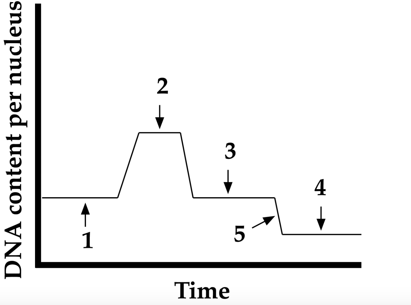 Solved The attached graph depicts the DNA content of a cell | Chegg.com