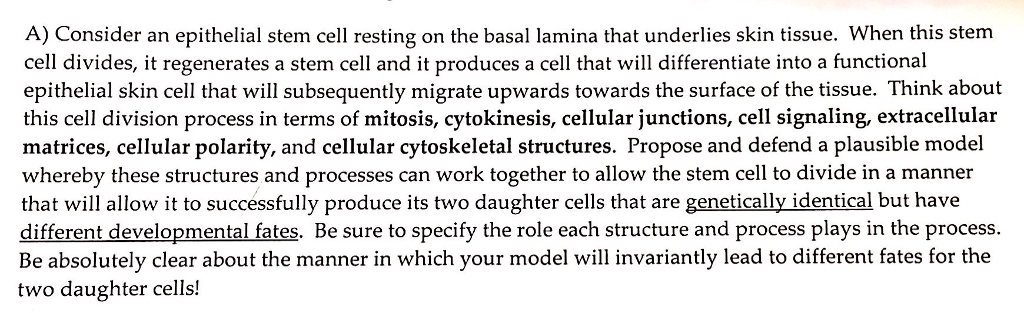 Solved A) Consider an epithelial stem cell resting on the | Chegg.com