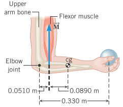 Solved He can support the ball in this position because of | Chegg.com