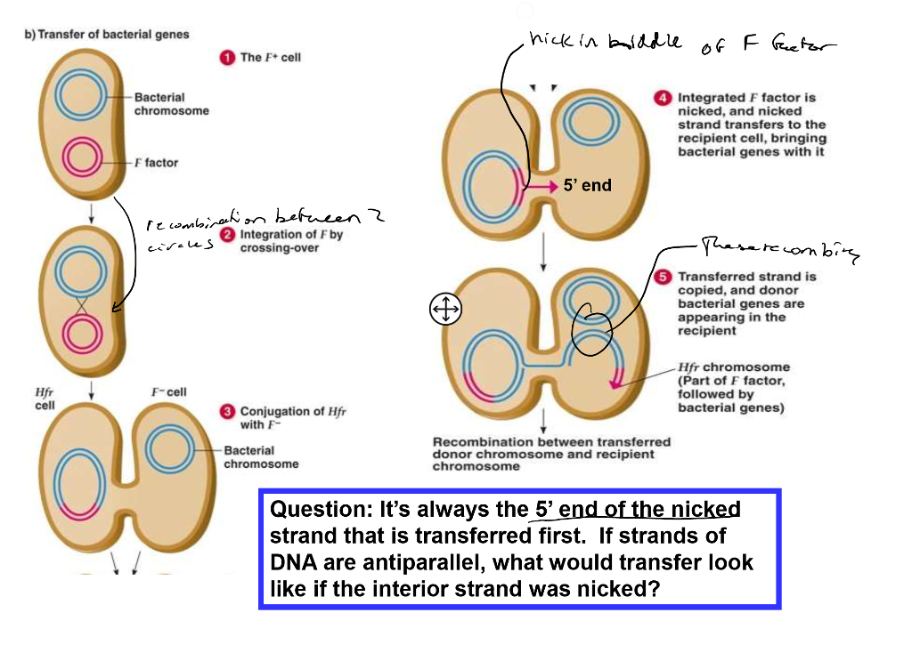 Solved b) Transfer of bacterial genes 1 The F cell Bacterial | Chegg.com