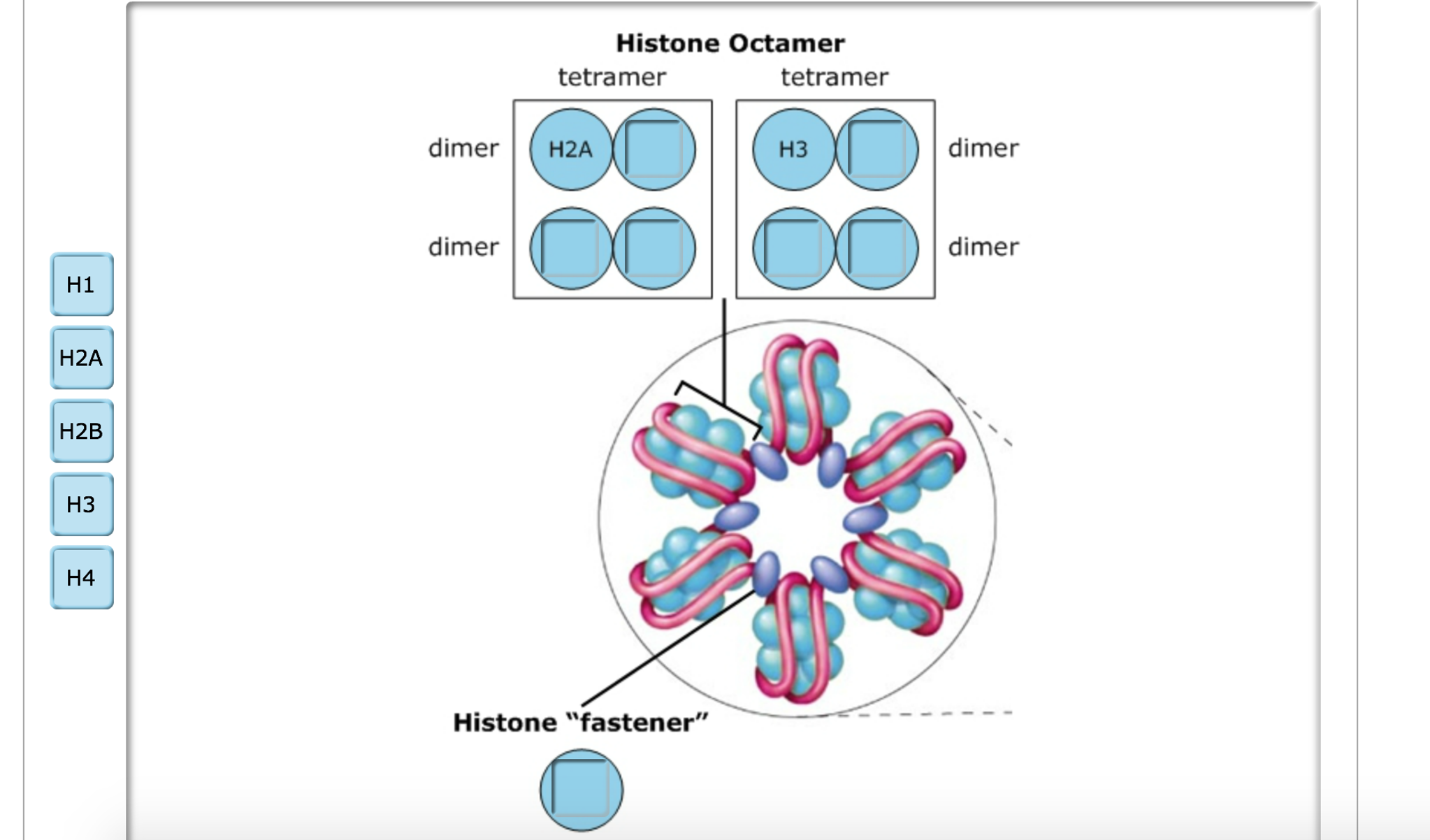 Solved The nucleosome "bead" is an octomer of histone | Chegg.com