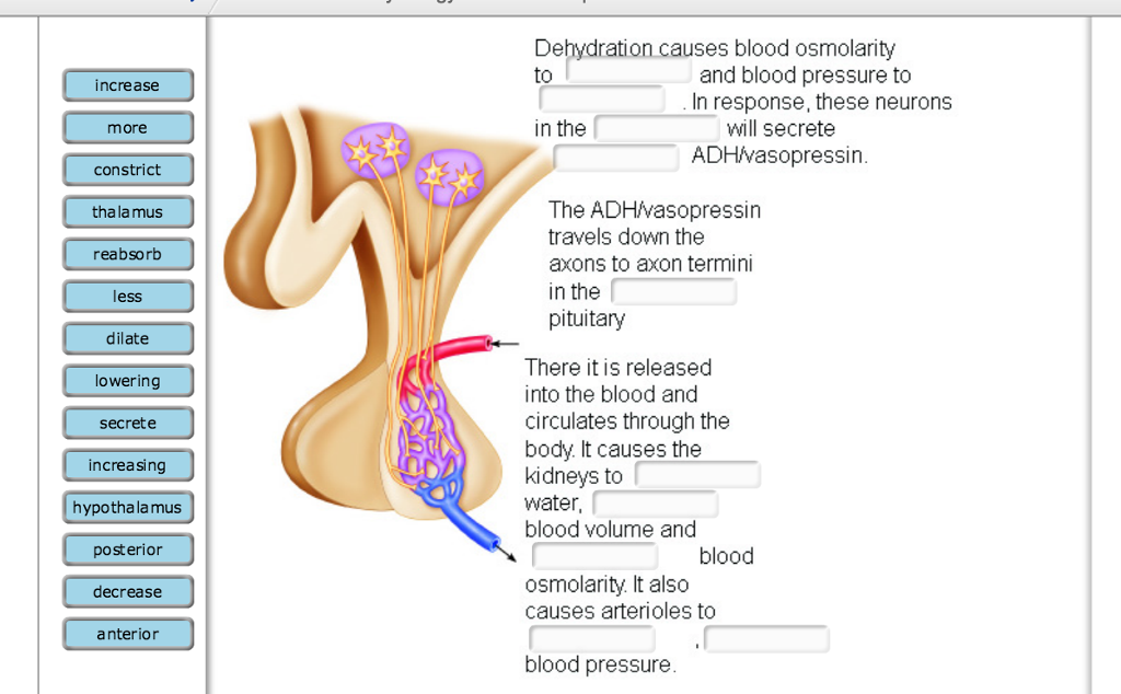 Solved Now that you understand why ADH/vasopressin levels | Chegg.com