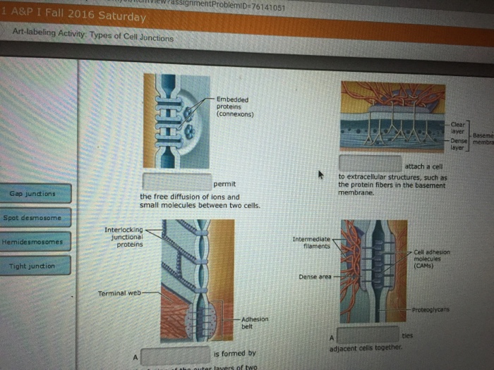 Solved ewassignmentProblemID 76141051 1 A&P I Fall 2016 | Chegg.com