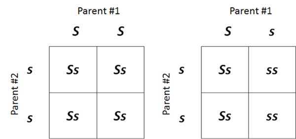 Sickle Cell Anemia Punnett Square