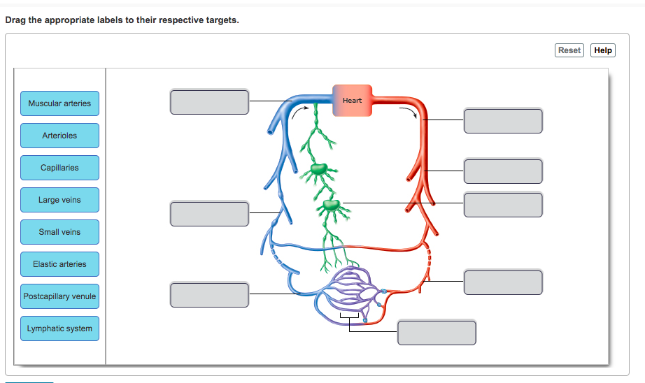 Solved Drag the appropriate labels to their respective | Chegg.com