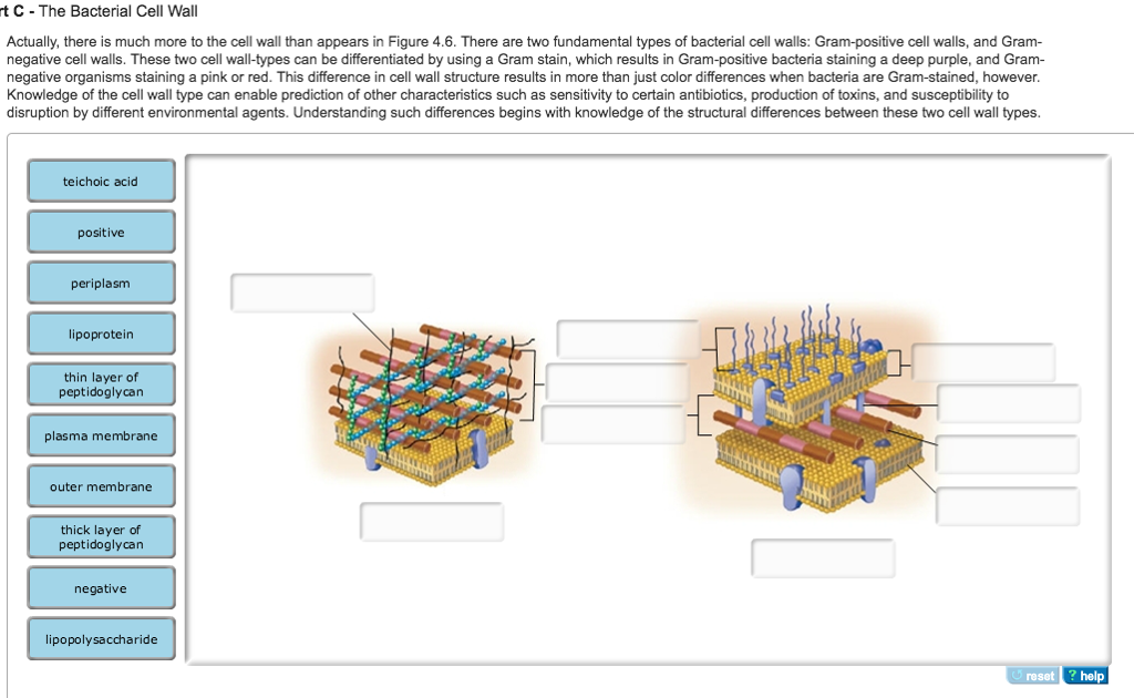 Solved Actually, there is much more to the cell wall than | Chegg.com