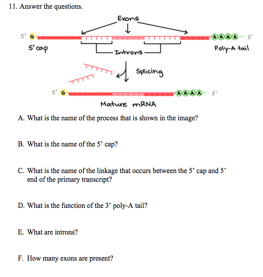 Solved 11. Answer the questions Evons 5' G 3 5' cap PolA | Chegg.com