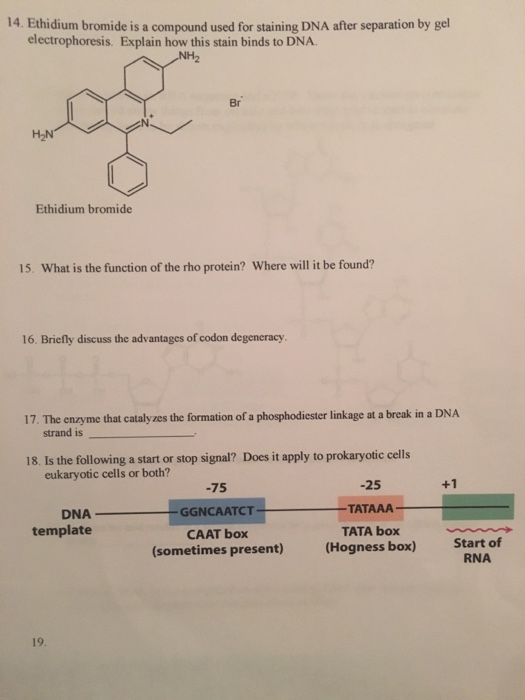 Solved Ethidium bromide is a compound used for staining DNA | Chegg.com