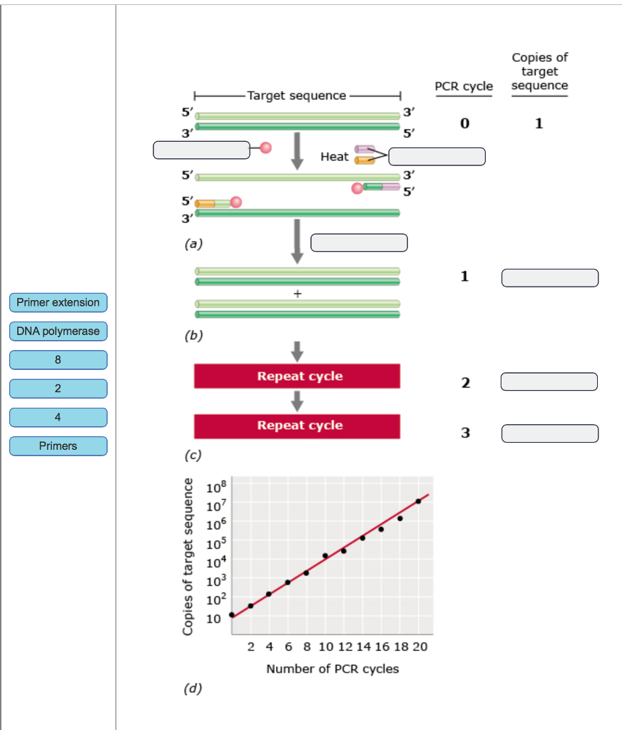 Solved Correctly label the key components of the PCR method | Chegg.com