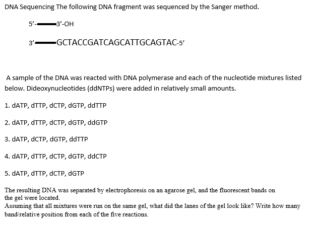 Solved DNA Sequencing The following DNA fragment was | Chegg.com