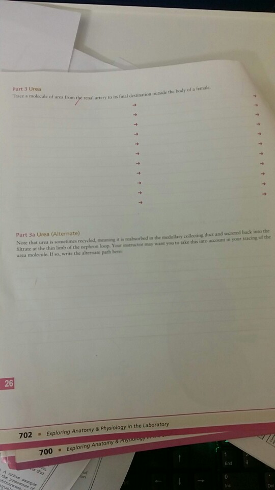 Solved Part 3 Urea Trace a molecule of urea from the renal | Chegg.com