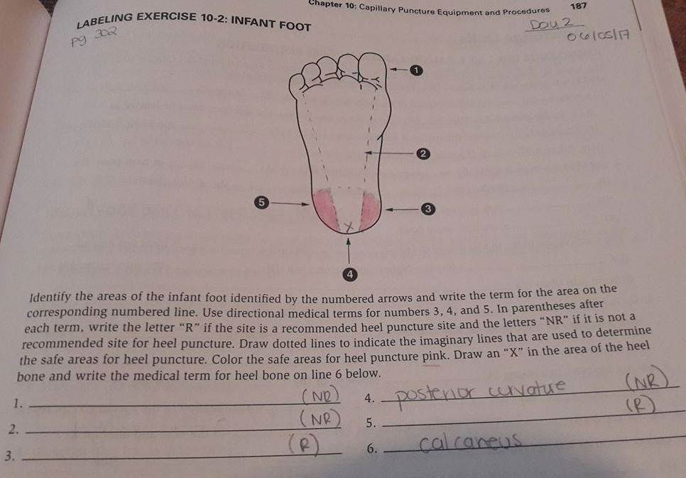 Solved I need help labeling this, i tried to answer some of | Chegg.com