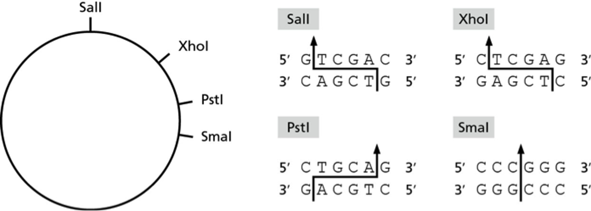 Solved This figure shows the recognition sequences and sites | Chegg.com