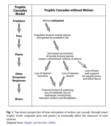 Solved Trophic Cascades Model Trophic Cascades without | Chegg.com