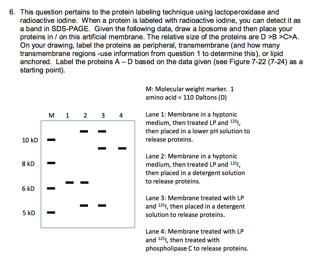 This question pertains to the protein labeling | Chegg.com