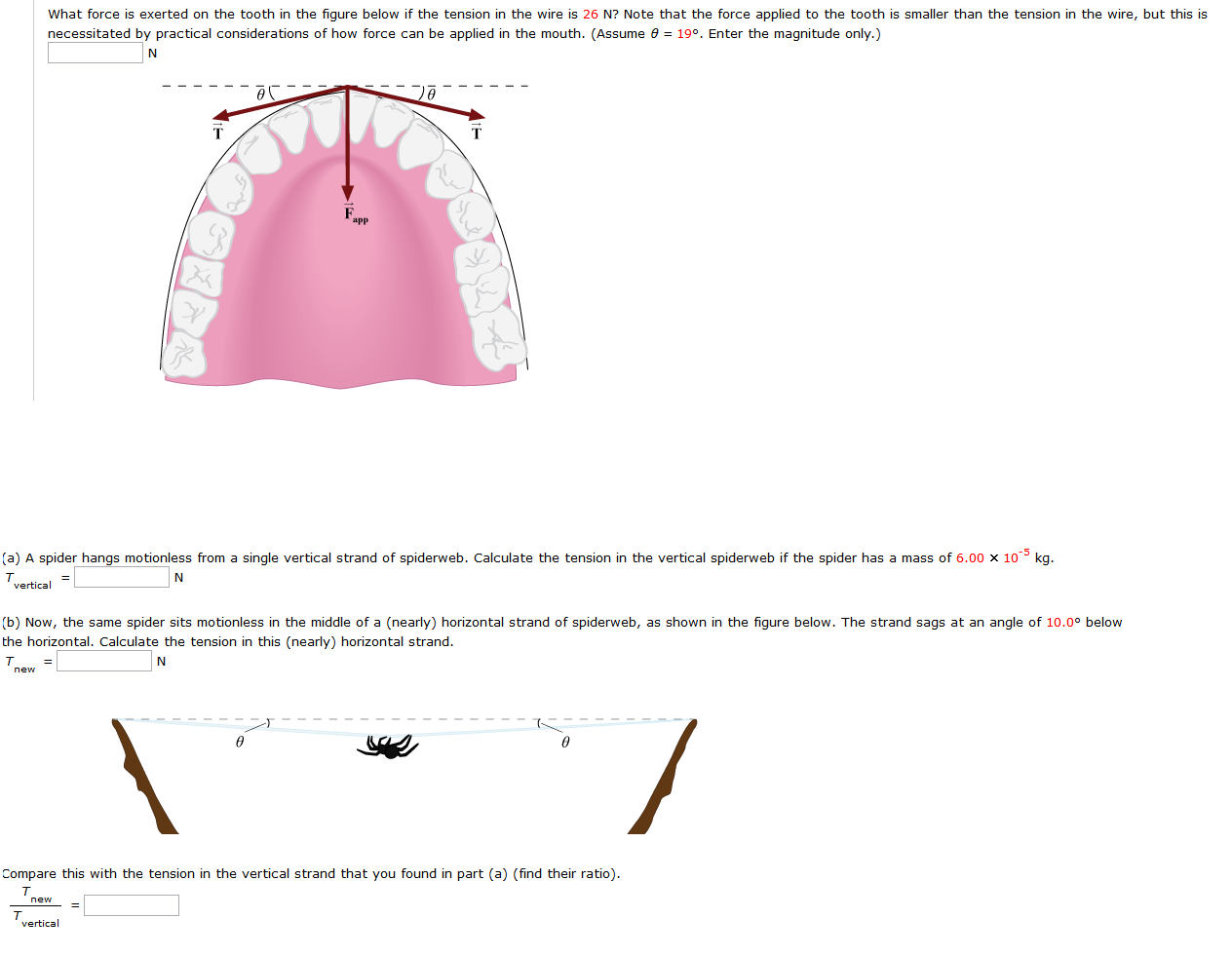 Solved What force is exerted on the tooth in the figure | Chegg.com