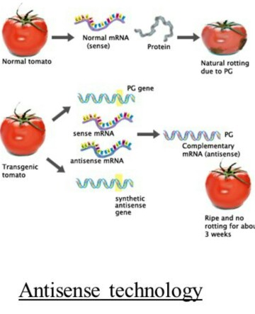 Solved Explain why the genetically alterted tomato | Chegg.com