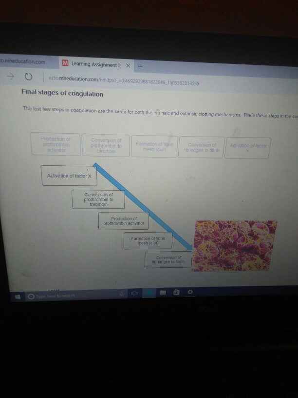 Solved The last few steps in coagulation are the same for | Chegg.com