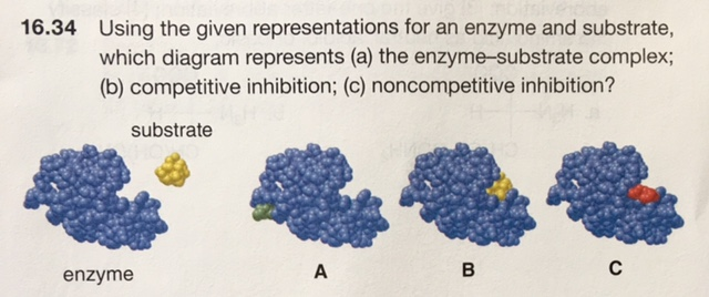 Solved Using the given representations for an enzyme and | Chegg.com