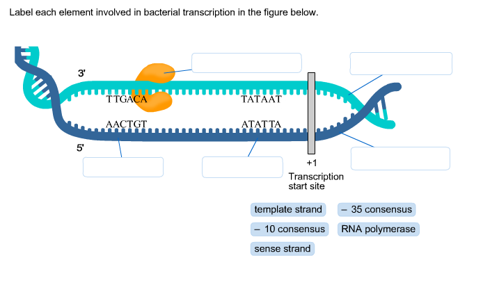 Solved Label each element involved in bacterial | Chegg.com
