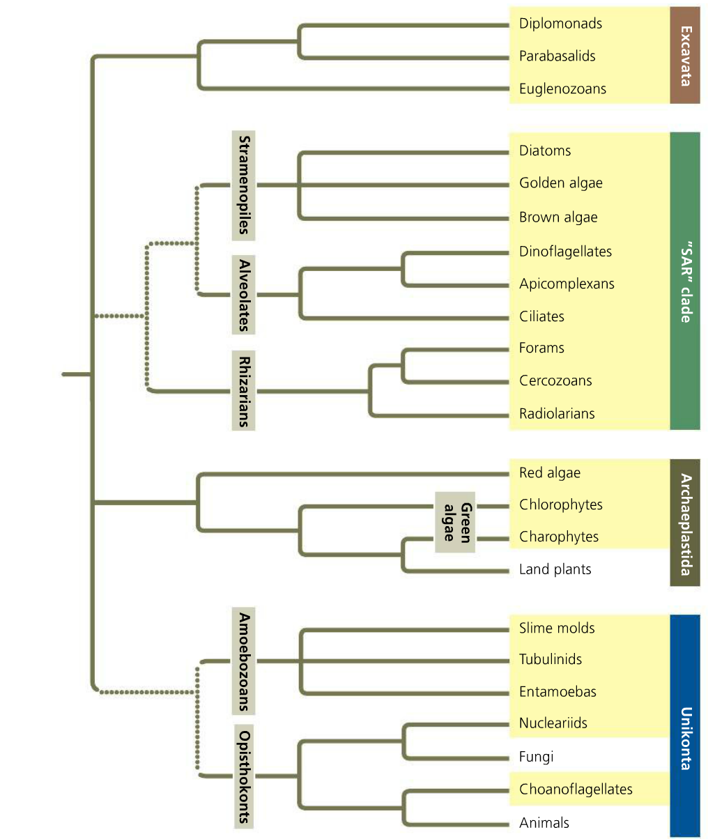 Solved Based on the phylogenetic tree in Figure 28.2 in | Chegg.com