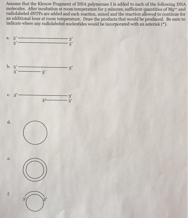 Solved Assume that the Klenow Fragment of DNA polymerase I | Chegg.com