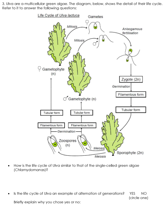 Ulva Diagram