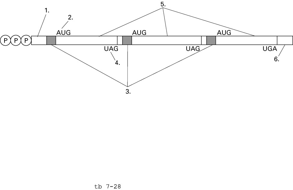 Solved This Figure shows an mRNA molecule. | Chegg.com