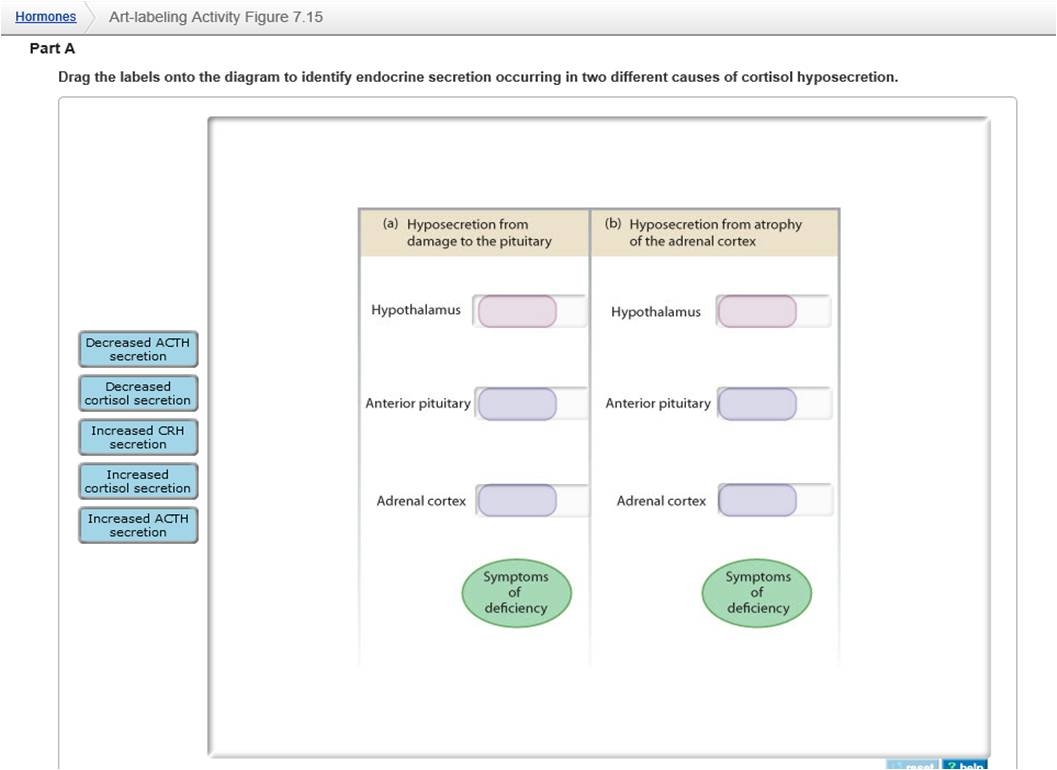 Solved Drag the labels onto the diagram to identify | Chegg.com
