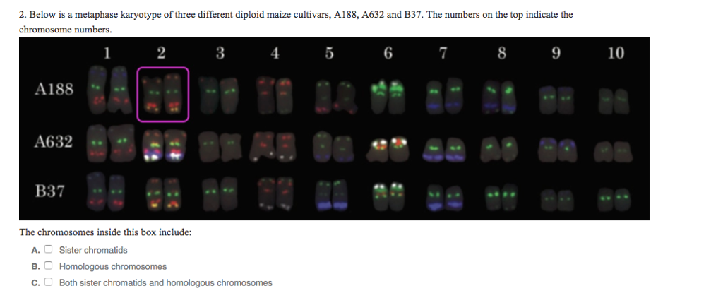 Solved Below is a metaphase karyotype of three different | Chegg.com