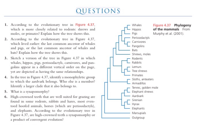 Solved QUESTIONS 1. According to the evolutionary tree in | Chegg.com