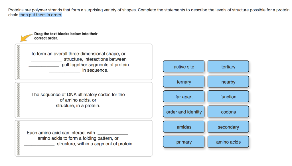 Solved Proteins are polymer strands that form a surprising | Chegg.com
