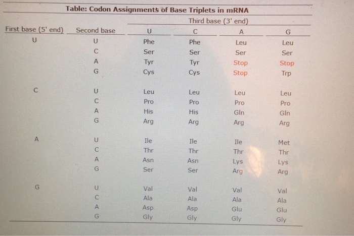 Solved What amino acid sequence is coded for by the | Chegg.com