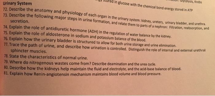Solved Describe The Anatomy And Physiology Of Each Organ In Chegg
