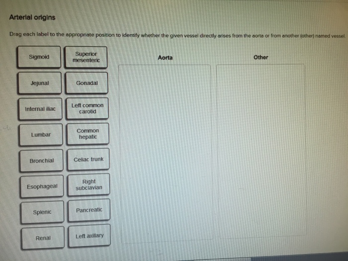 Solved Vascular system of the brain Place the following | Chegg.com