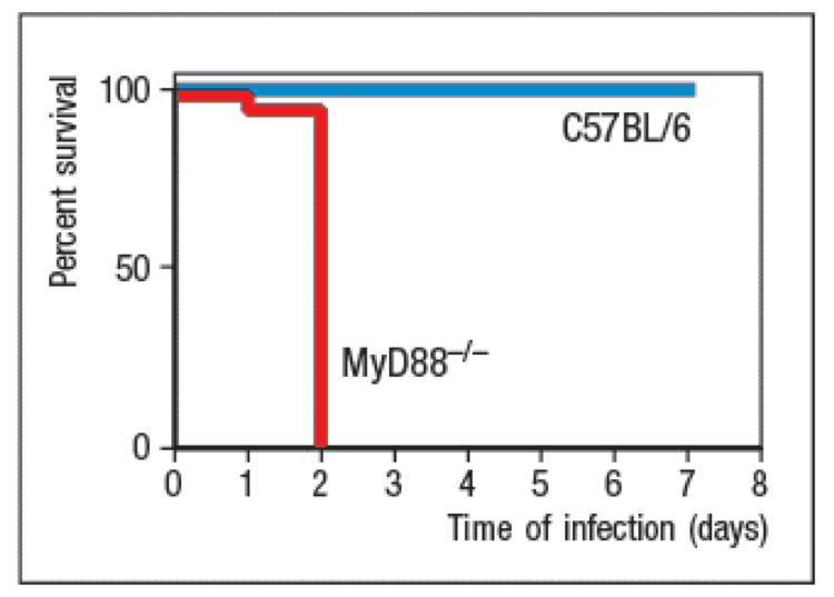Solved Streptococcus pyogenes is a Group A Streptoccocal | Chegg.com