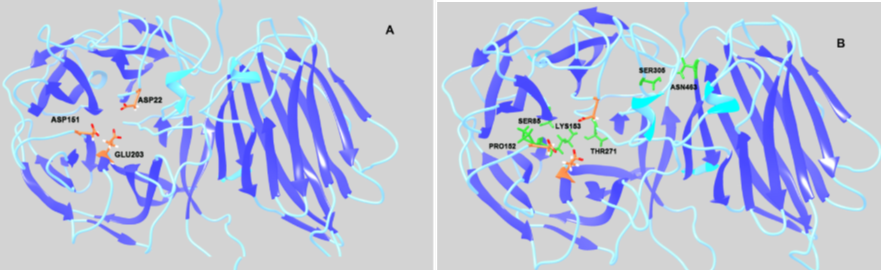 biochem #N# Invertases (Slnv) catalyze the hydrolysis | Chegg.com