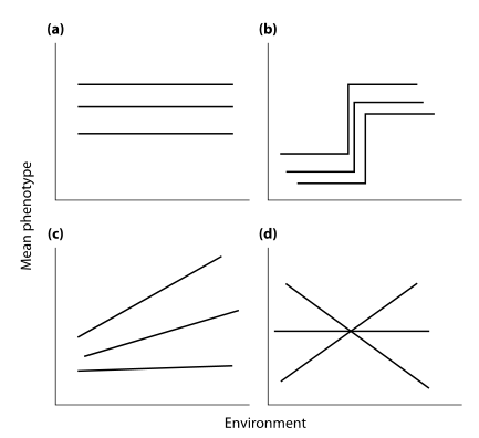 Solved Each graph below depicts reaction norms for three | Chegg.com