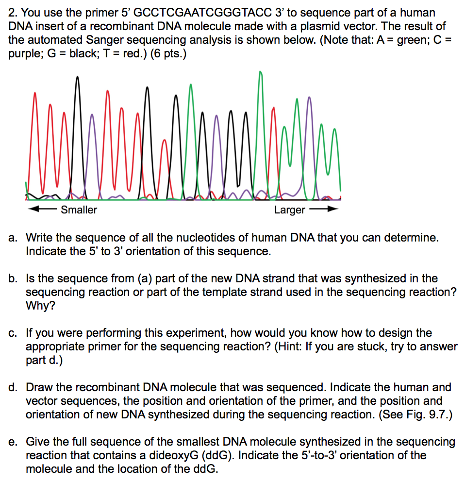 Solved You use the primer 5' GCCTCGAATCGGGTACC 3' to | Chegg.com