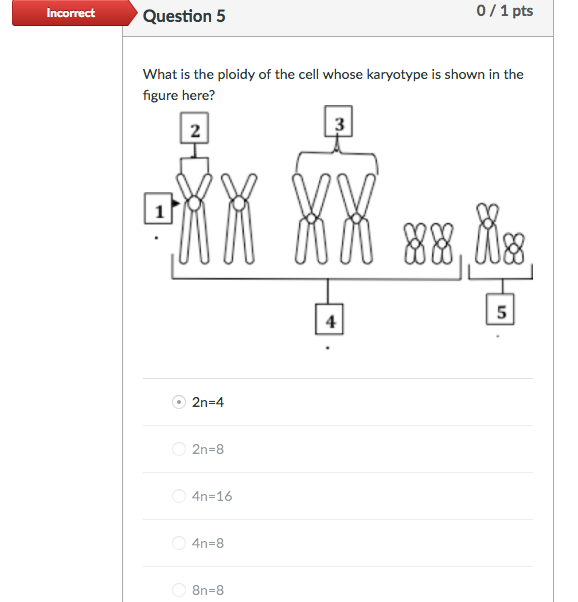 Solved Incorrect 0 1 pts Question 5 What is the ploidy of | Chegg.com