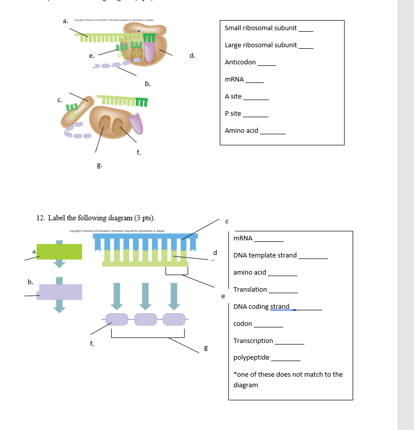 Solved Small ribosomal subunit Large ribosomal subunit | Chegg.com