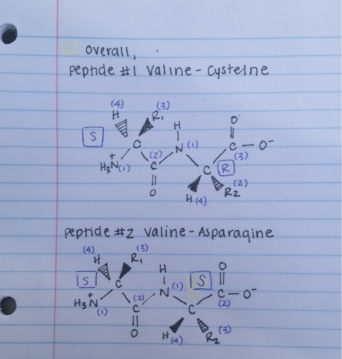 Solved Are these peptides D or L isomers and how do you | Chegg.com