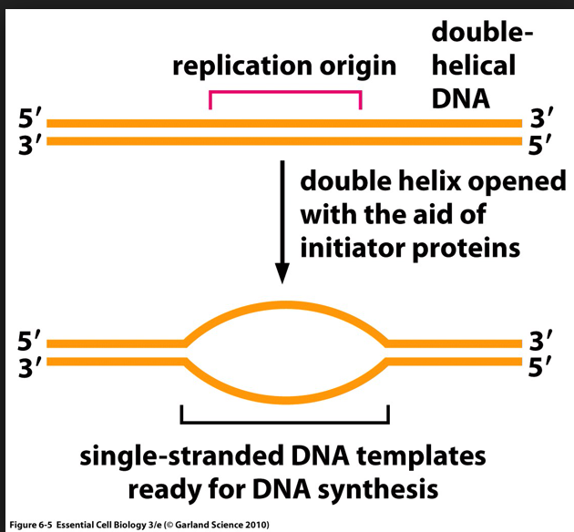 Solved I have question about DNA replication which I | Chegg.com