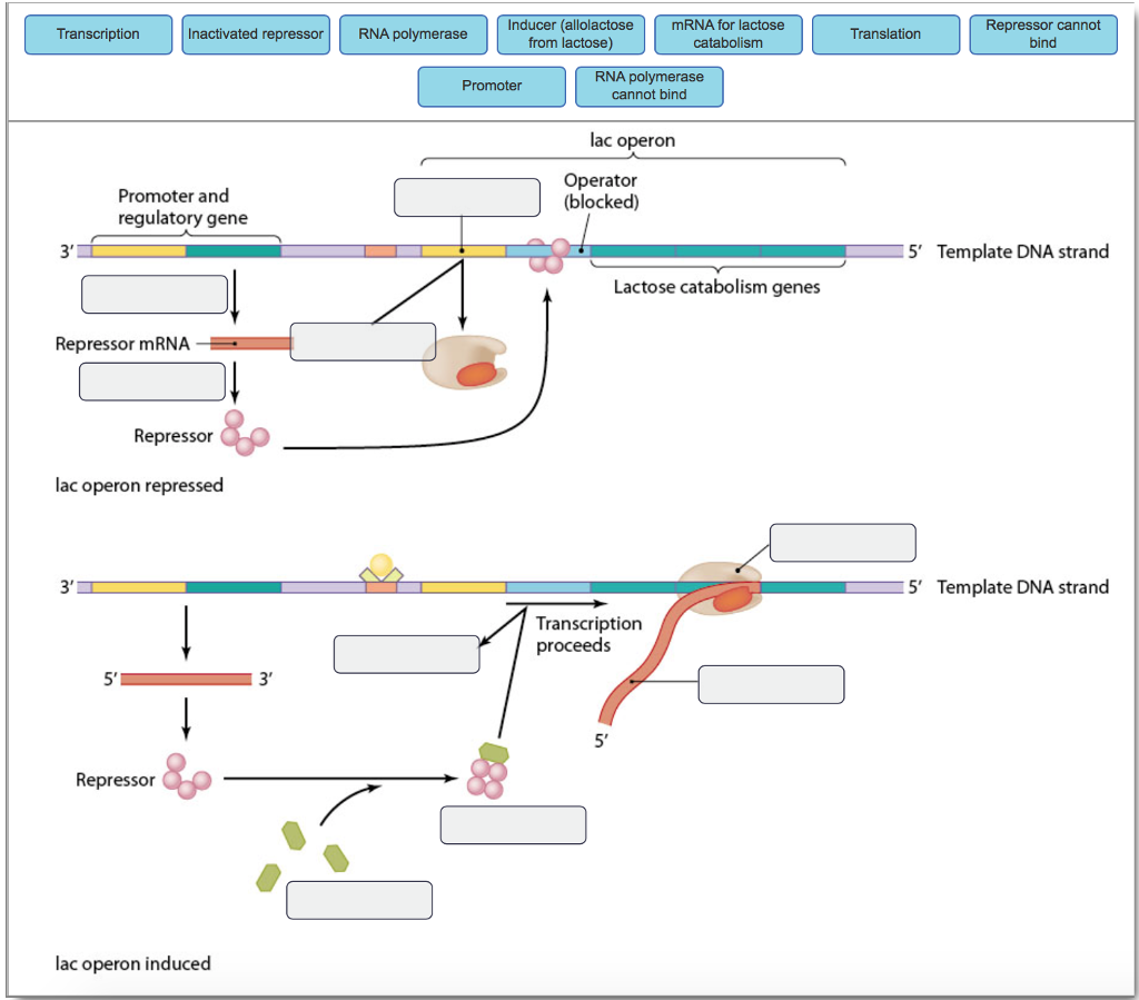 Solved Inducer (allolactose mRNA for lactose Repressor | Chegg.com