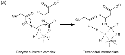 Solved Are the following examples of general acid/base | Chegg.com