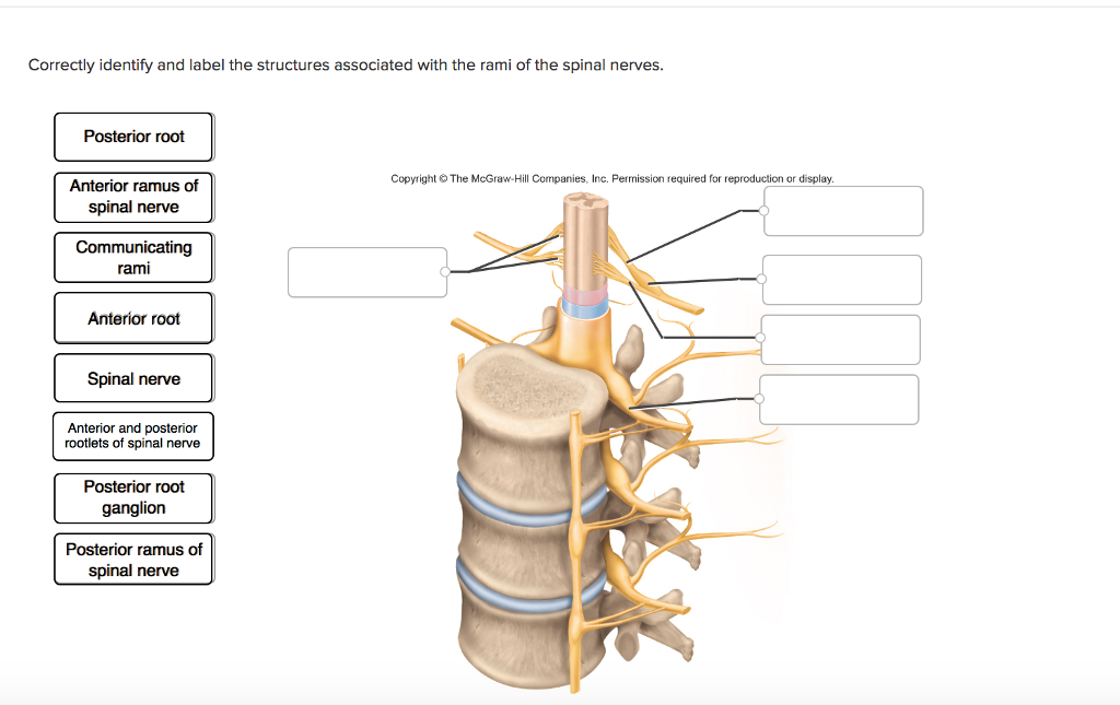 Solved: Correctly Label And Identify The Structures Associ... | Chegg.com