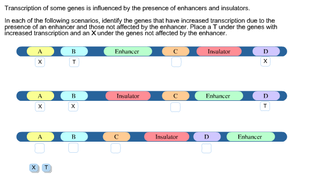 Solved Transcription of some genes is influenced by the | Chegg.com