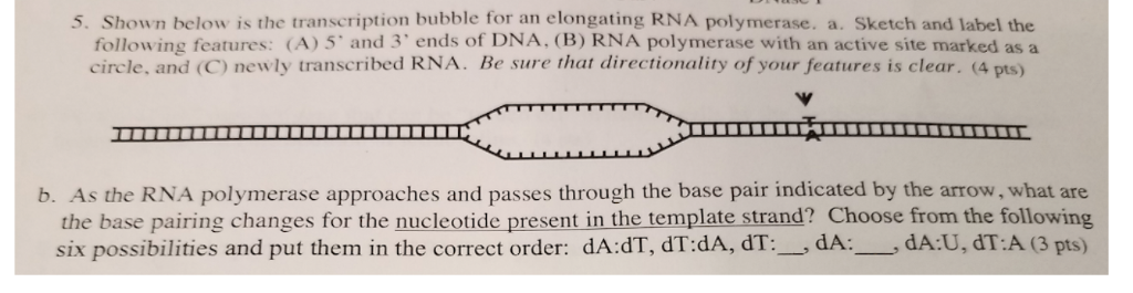 Solved Shown below is the transcription bubble for an | Chegg.com