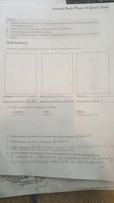 Solved Animal Body Plans: A Quick Tour 1demtity key | Chegg.com