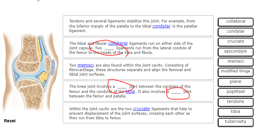 Solved Tendons and several ligaments stabilize this joint. | Chegg.com